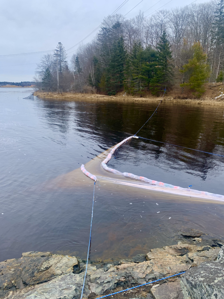 What’s the Big Eel? | NDN Collective